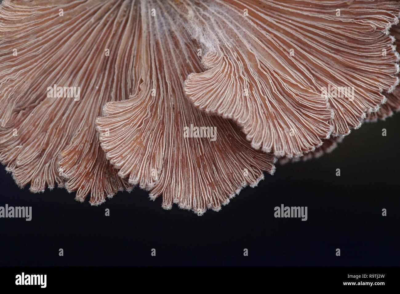 Split gill, Schizophyllum commune, studied for its immunomodulatory ...
