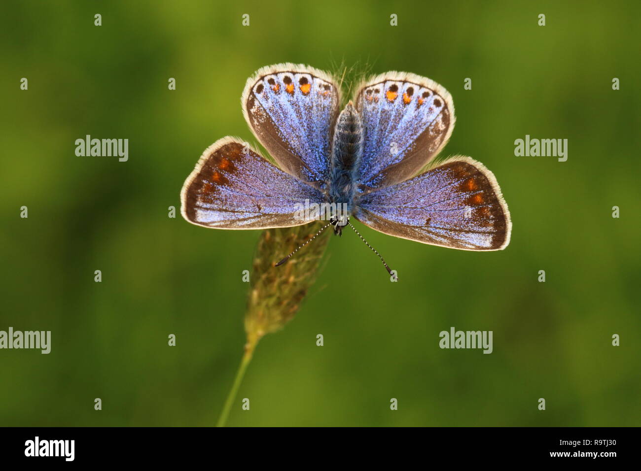 Female Common Blue Butterfly Stock Photo - Alamy