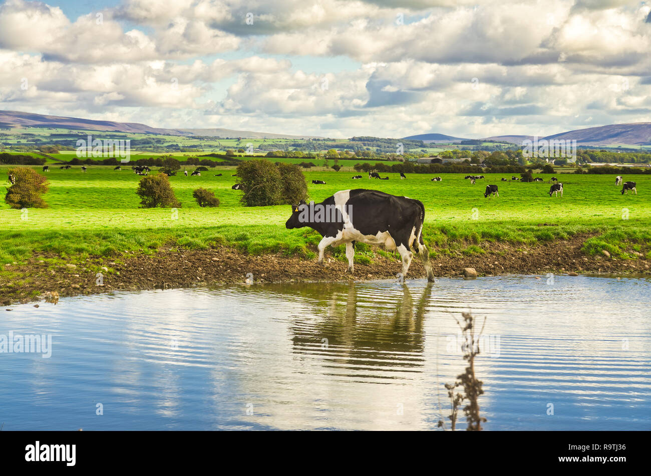Landscape with a cow from hi-res stock photography and images - Alamy