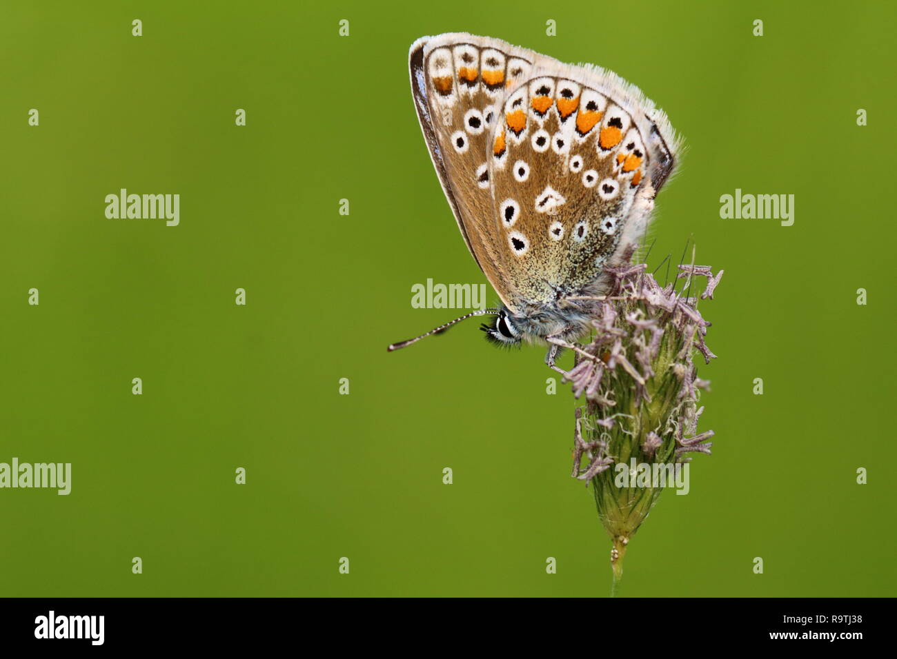 Female Common Blue Butterfly Stock Photo - Alamy