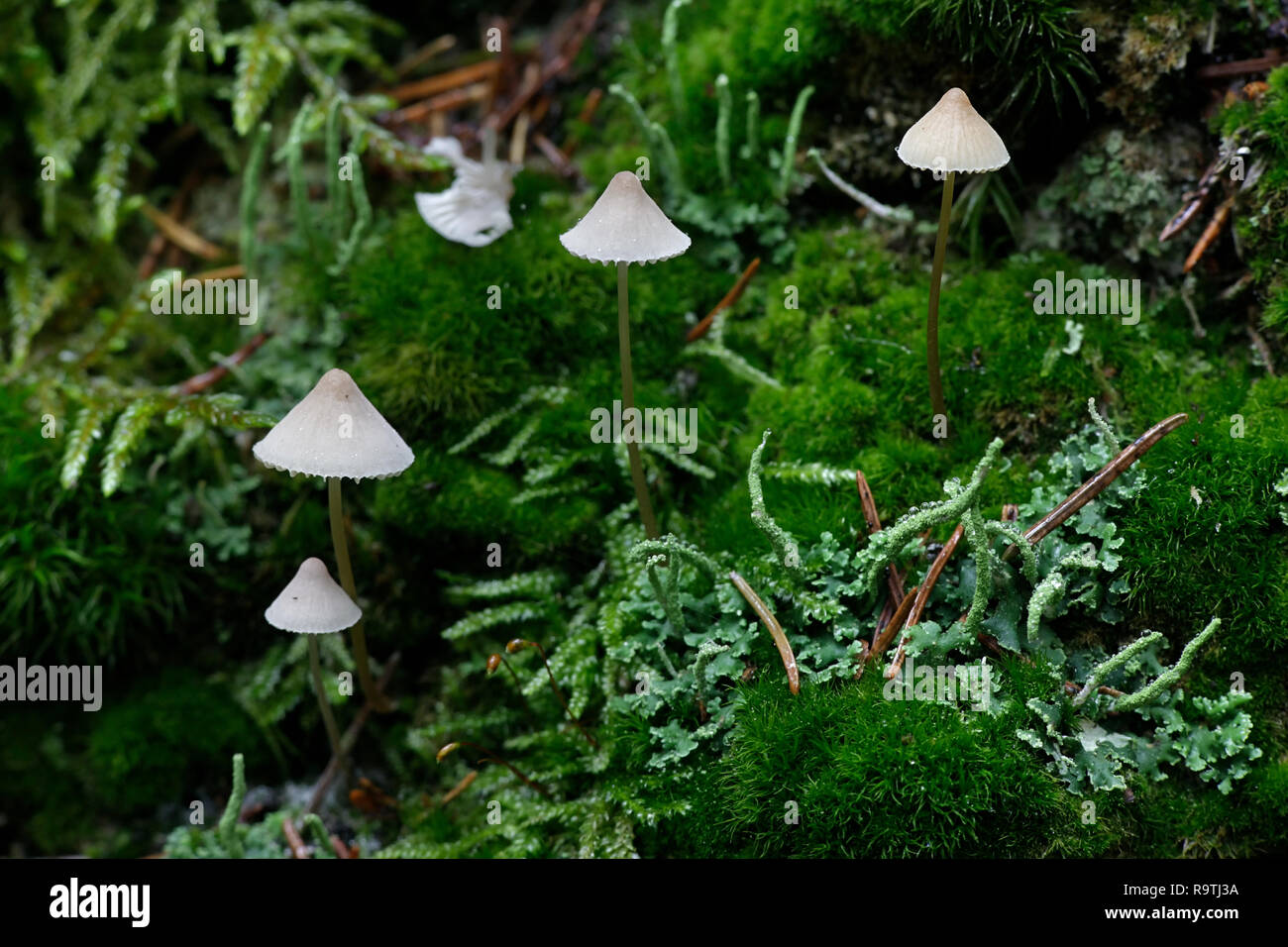 Buff mushroom hi-res stock photography and images - Alamy