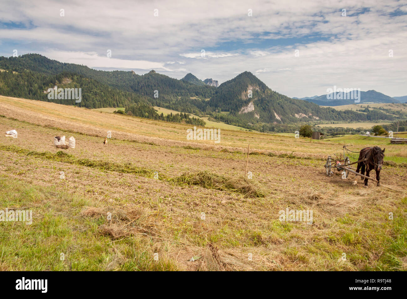 Poland Polish Farm Farmer Agriculture Stock Photos & Poland Polish Farm ...