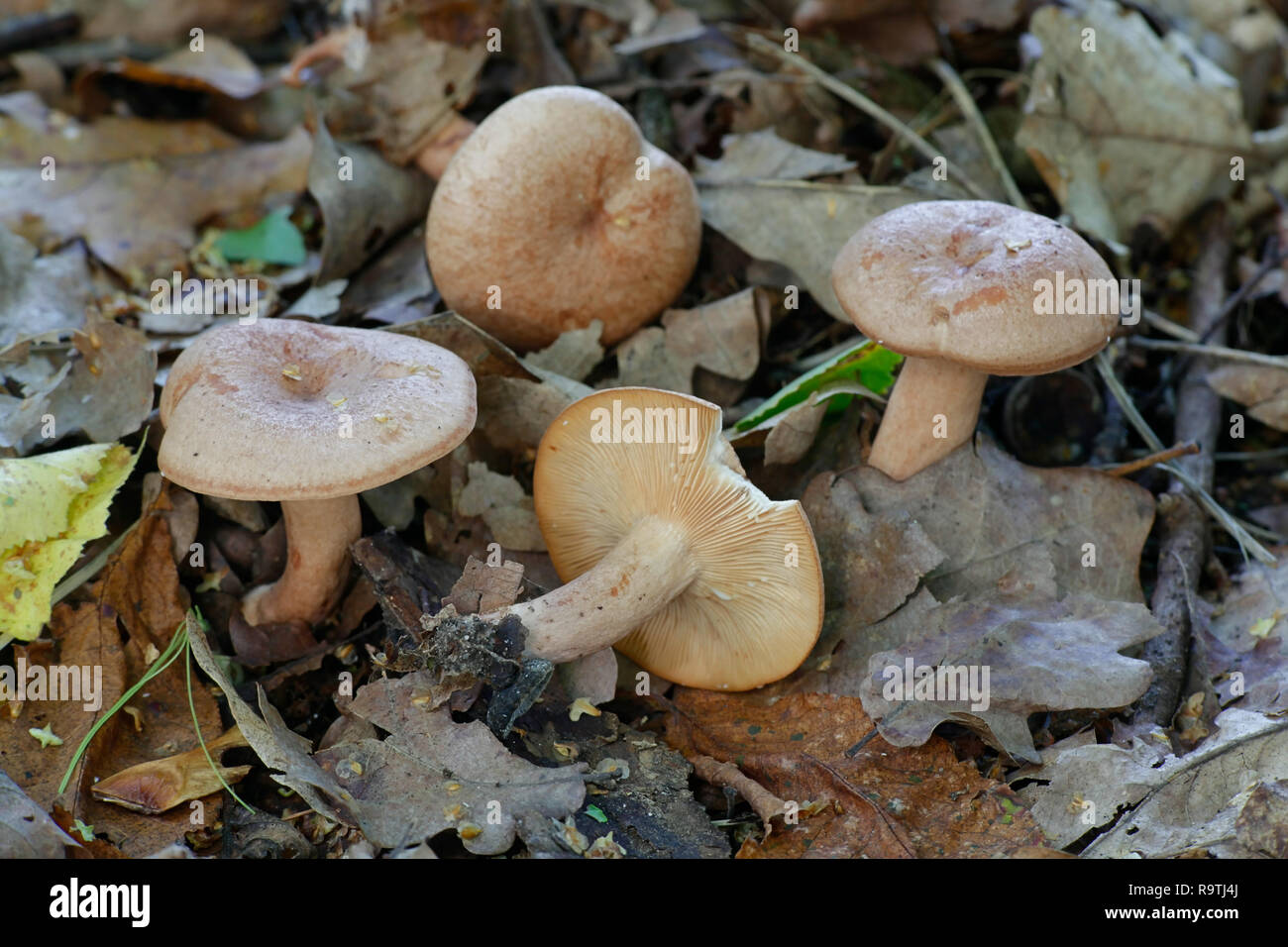 Oakbug milkcap mushroom hi-res stock photography and images - Alamy
