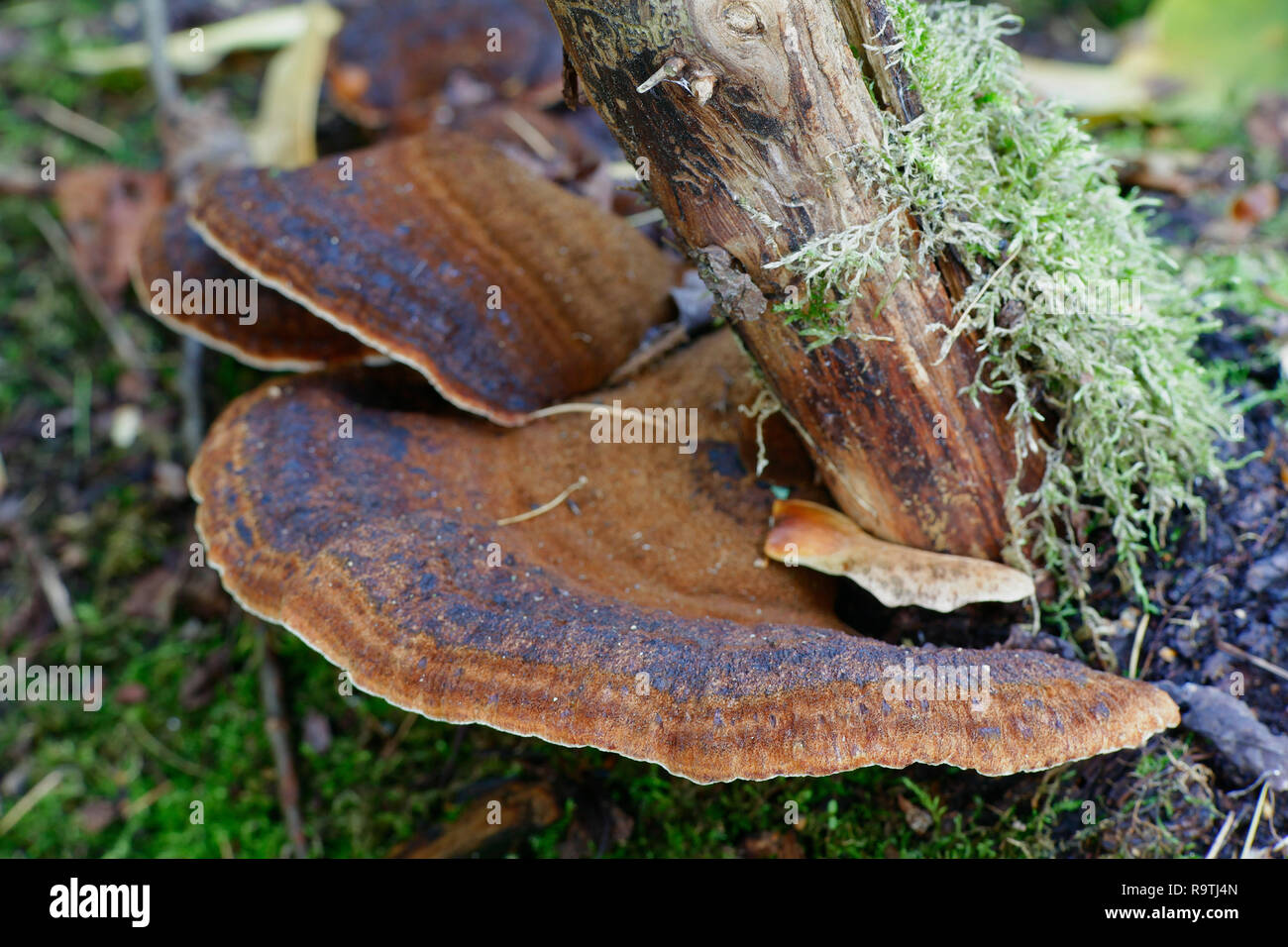 Ischnoderma benzoinum hi-res stock photography and images - Alamy