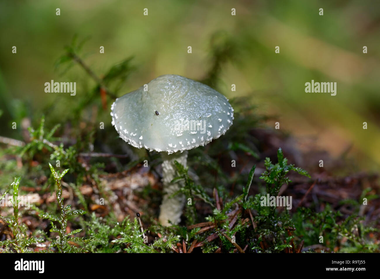 Stropharia aeruginosa, known as the verdigris agaric Stock Photo - Alamy