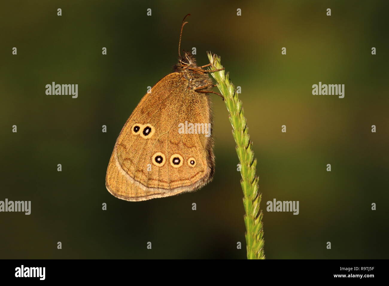 Ringlet butterflies hi-res stock photography and images - Alamy