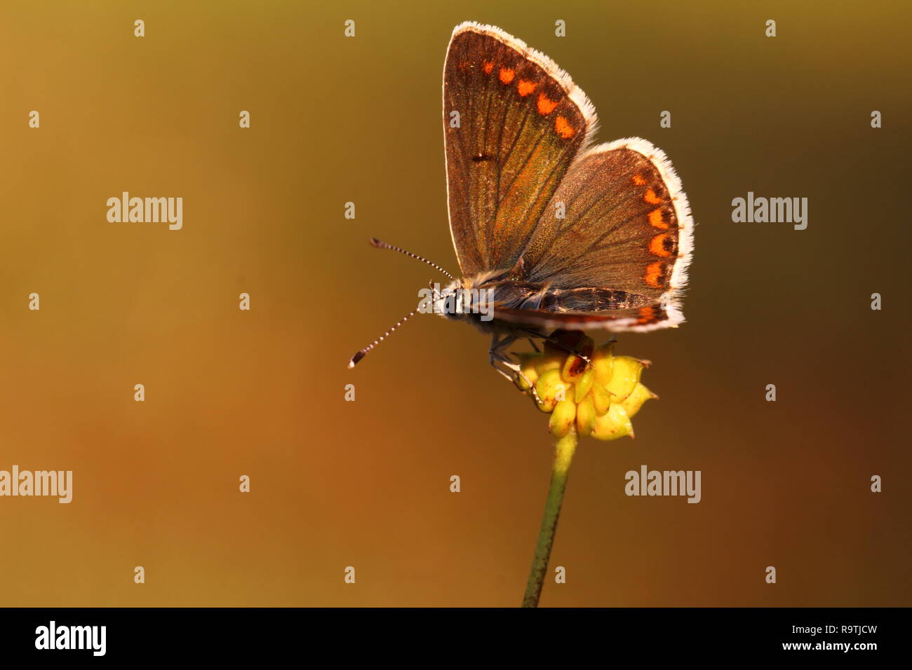 Brown Argus Butterfly Stock Photo - Alamy