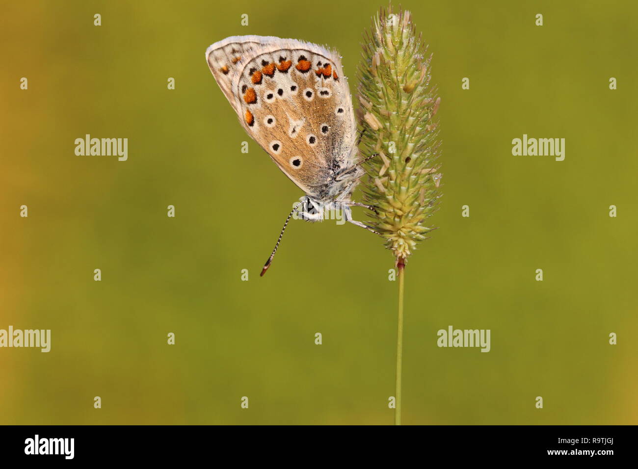 Milton common hi-res stock photography and images - Alamy