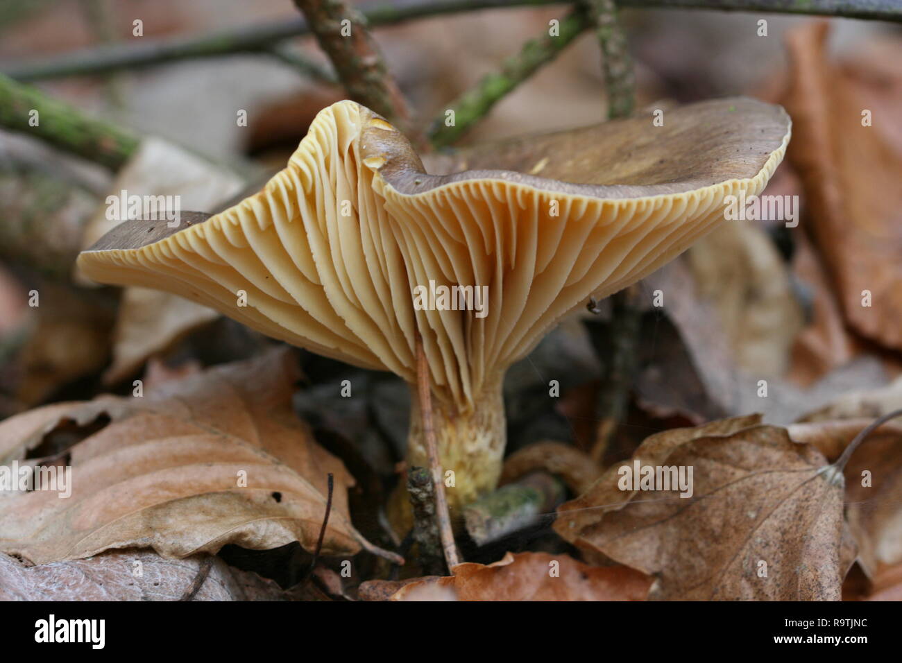 Birch milkcap fungi hi-res stock photography and images - Alamy