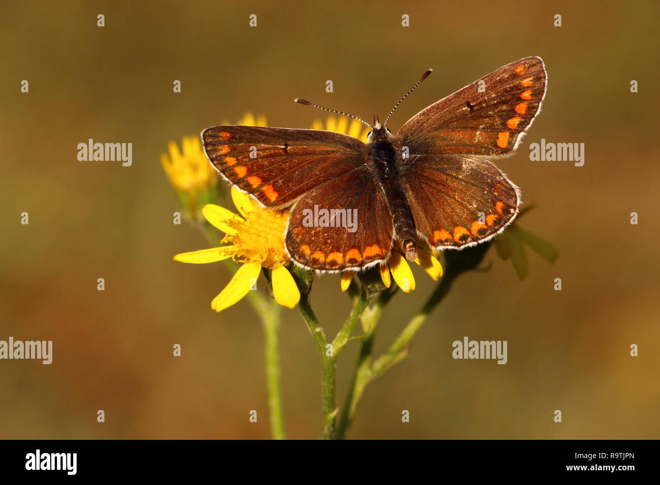 Brown argus butterflies hi-res stock photography and images - Alamy