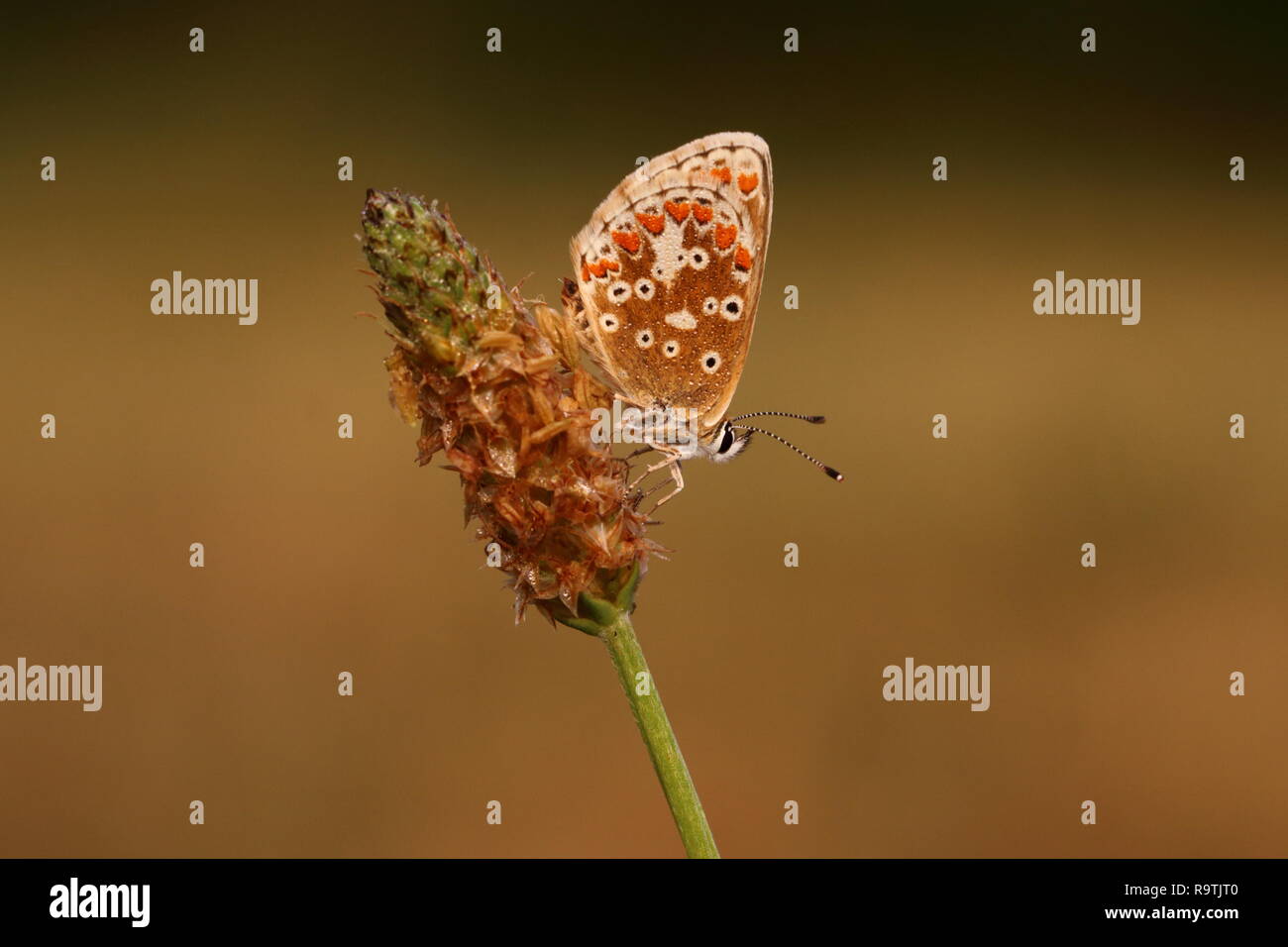 Brown Argus Butterfly Stock Photo - Alamy