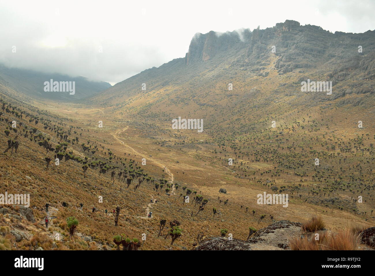 Giant groundsels growing in the vilcanic crater of Mount Kenya Stock ...