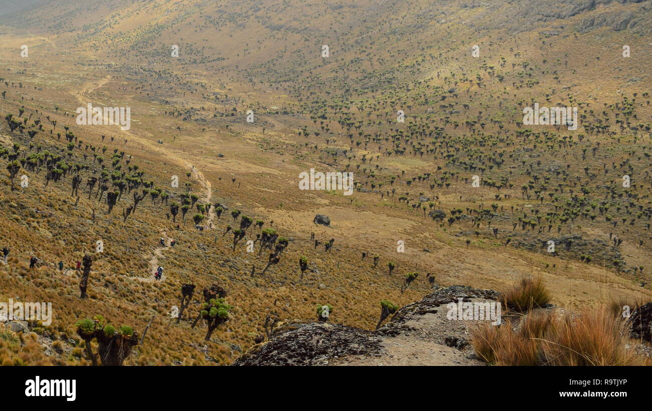 Giant groundsels growing in the vilcanic crater of Mount Kenya Stock ...