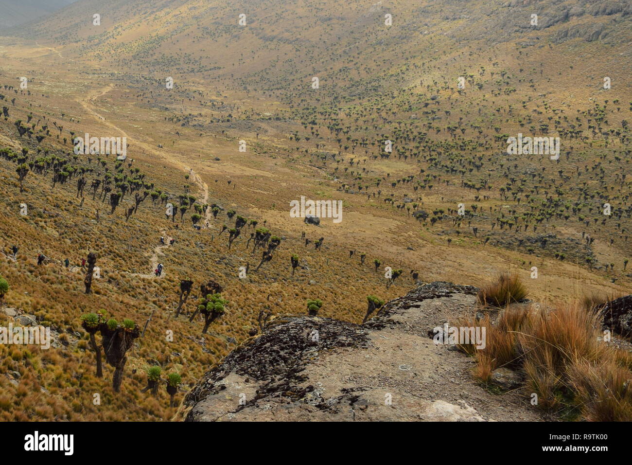 Giant groundsels growing in the vilcanic crater of Mount Kenya Stock ...