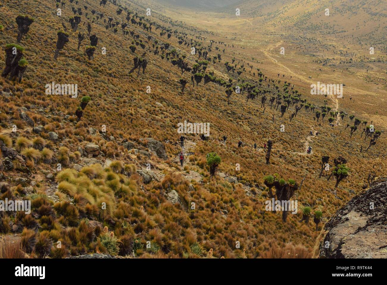 Giant groundsels growing in the vilcanic crater of Mount Kenya Stock ...