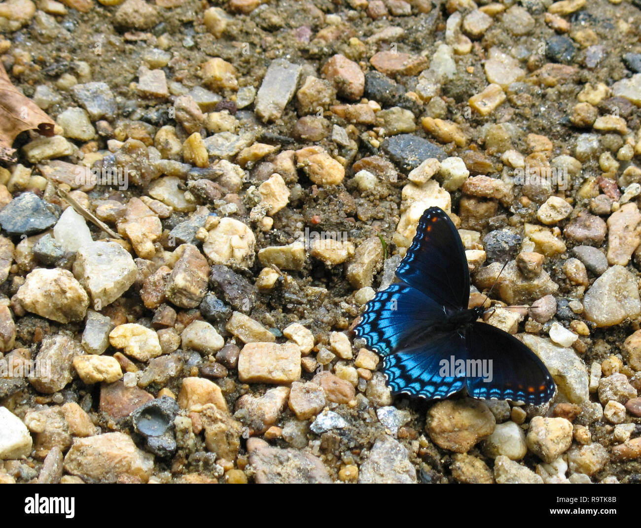 Red spotted butterfly hi-res stock photography and images - Alamy