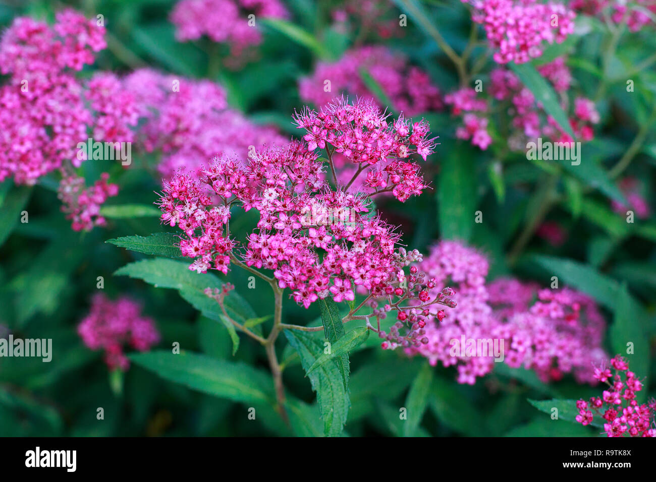 Spirea garden hi-res stock photography and images - Alamy