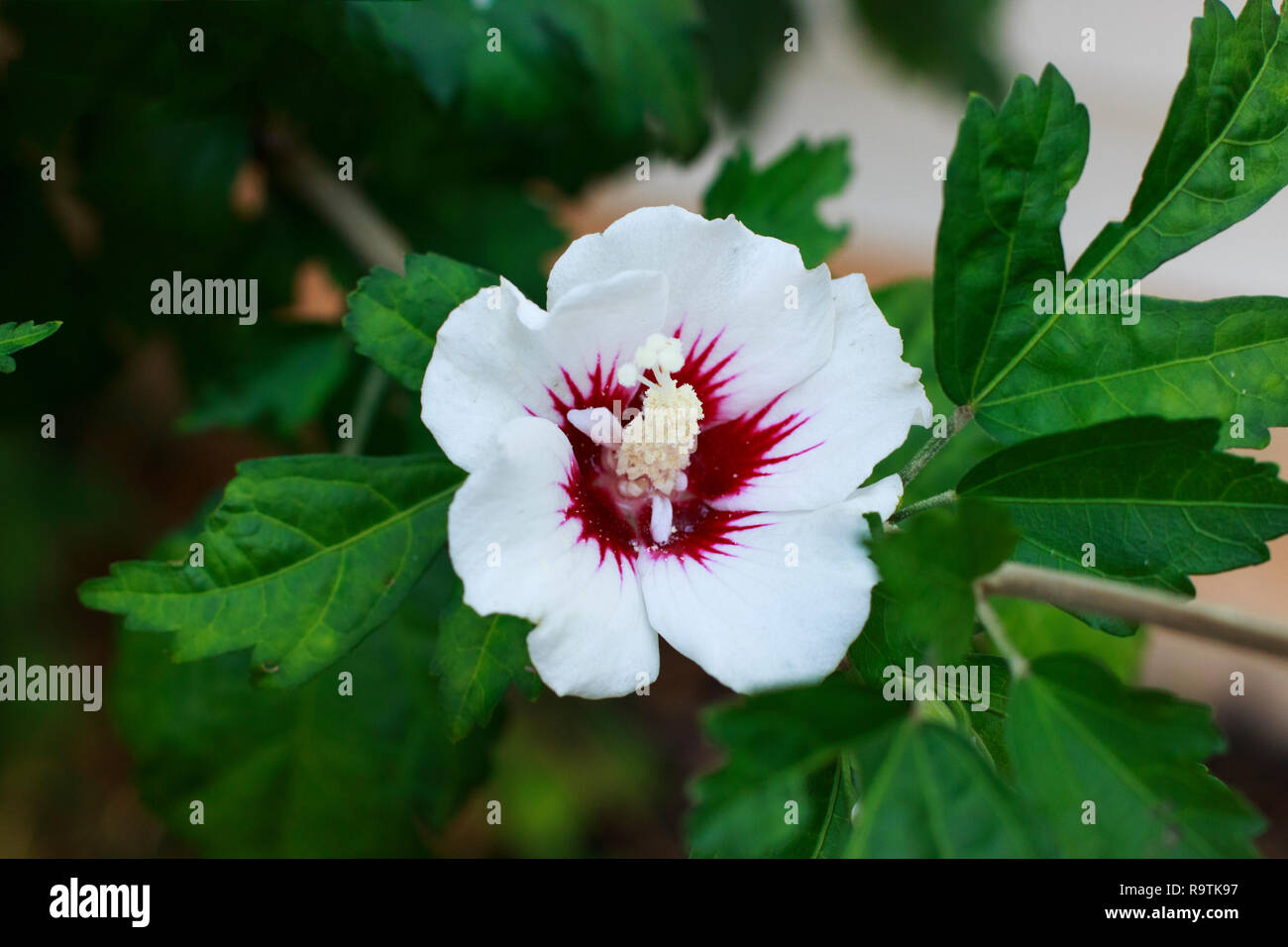 Rose of sharon tree hi-res stock photography and images - Alamy