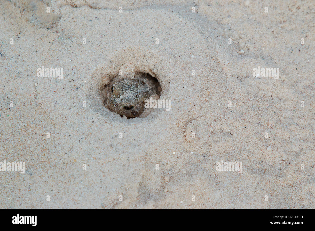 Frog toad hunting hi-res stock photography and images - Alamy
