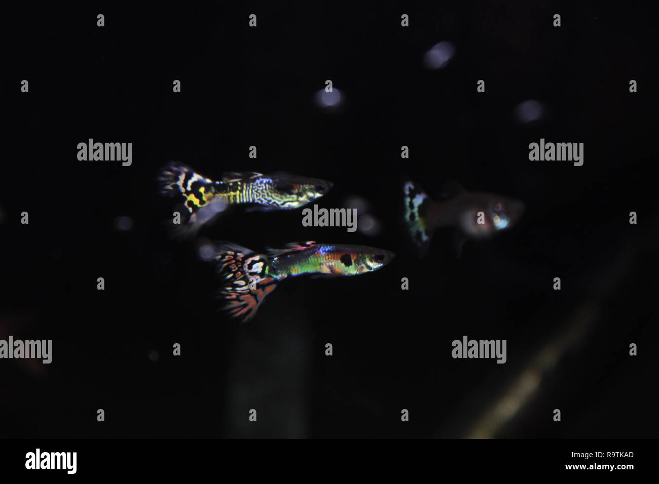 Backlit Aquarium Fish Stock Photo - Alamy