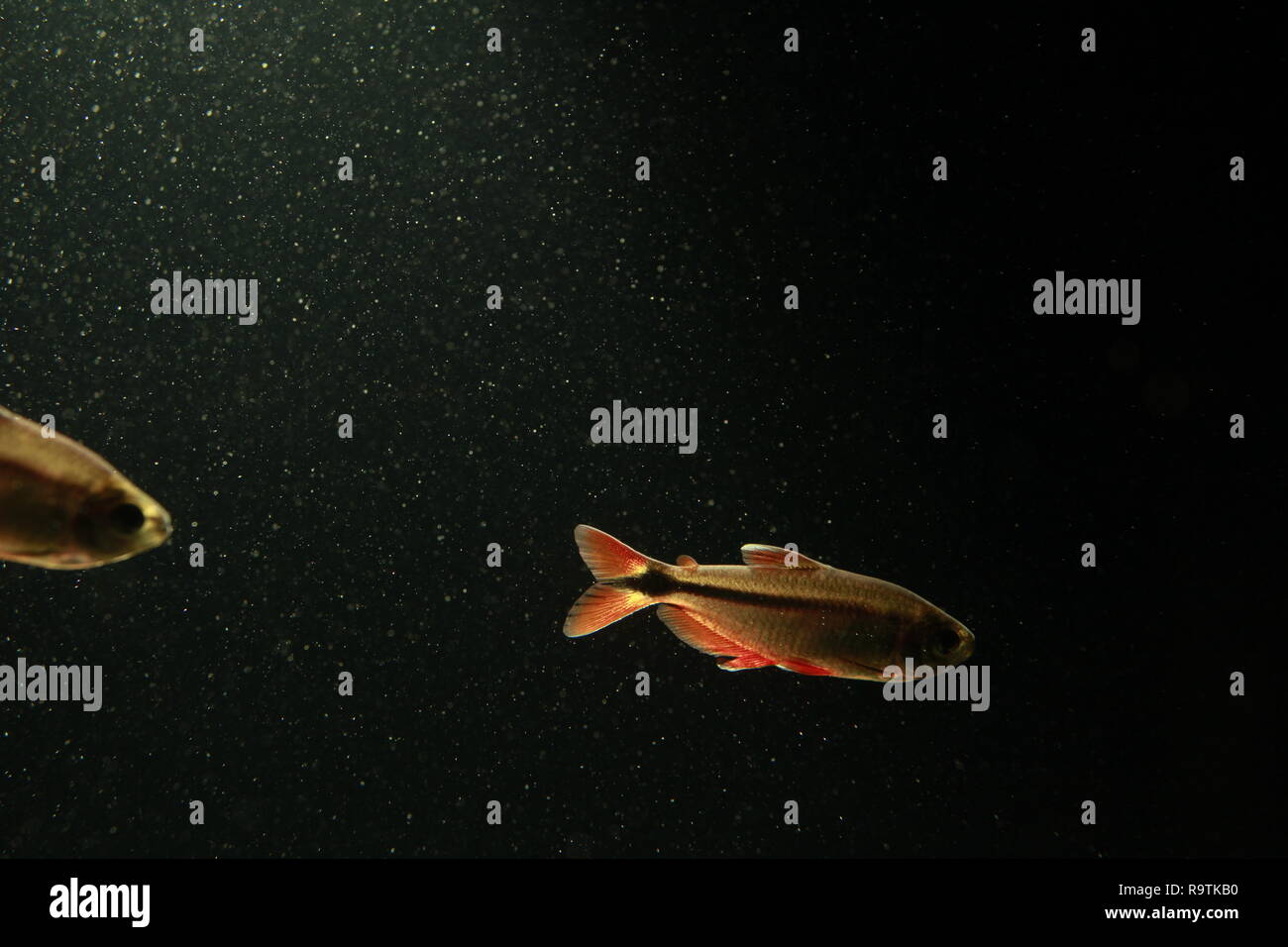 Backlit Aquarium Fish Stock Photo - Alamy