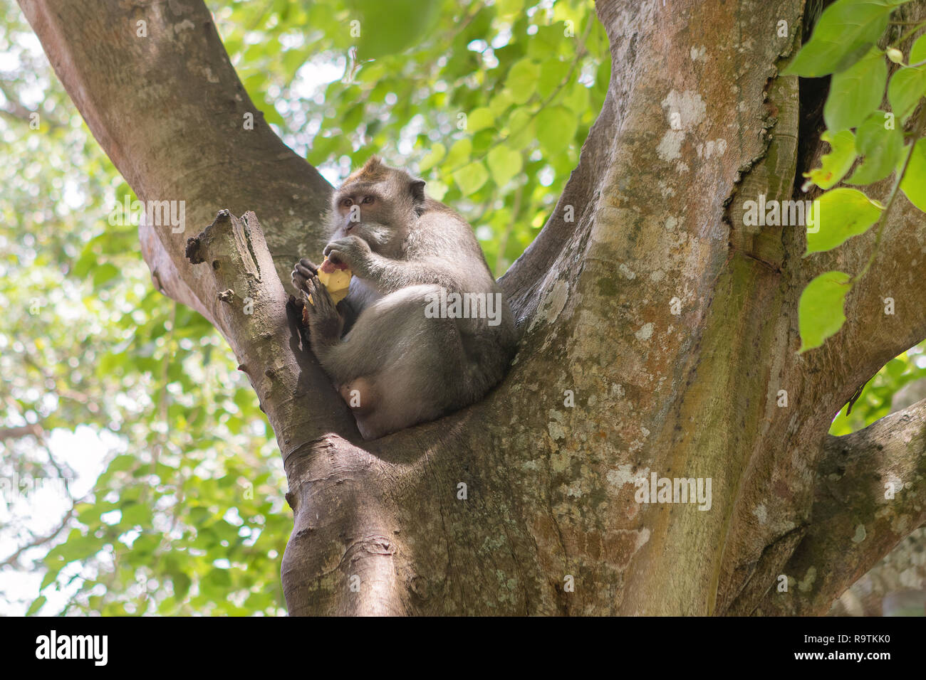 Long-Tailed Monkey Eating a Sweet Potato in the Sacred Monkey Forest in ...