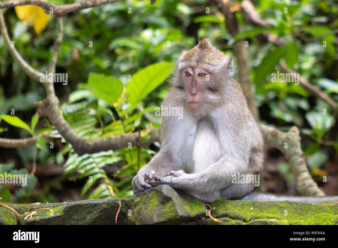 Portrait of a Long-Tailed Monkey in the Sacred Monkey Forest in Ubud ...