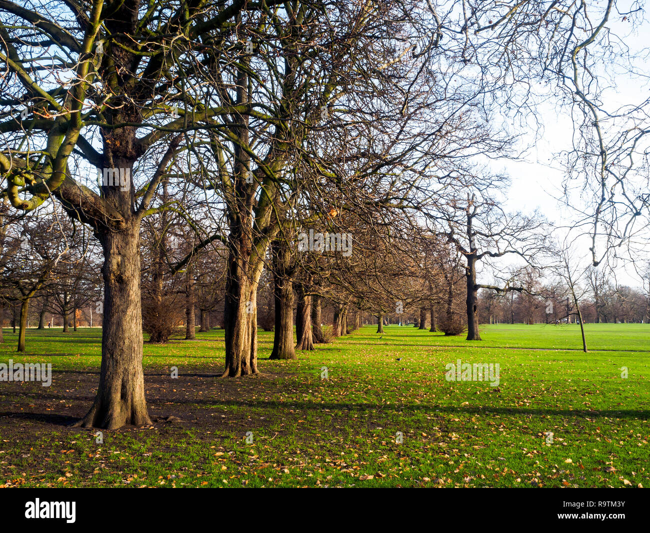 London trees hi-res stock photography and images - Alamy