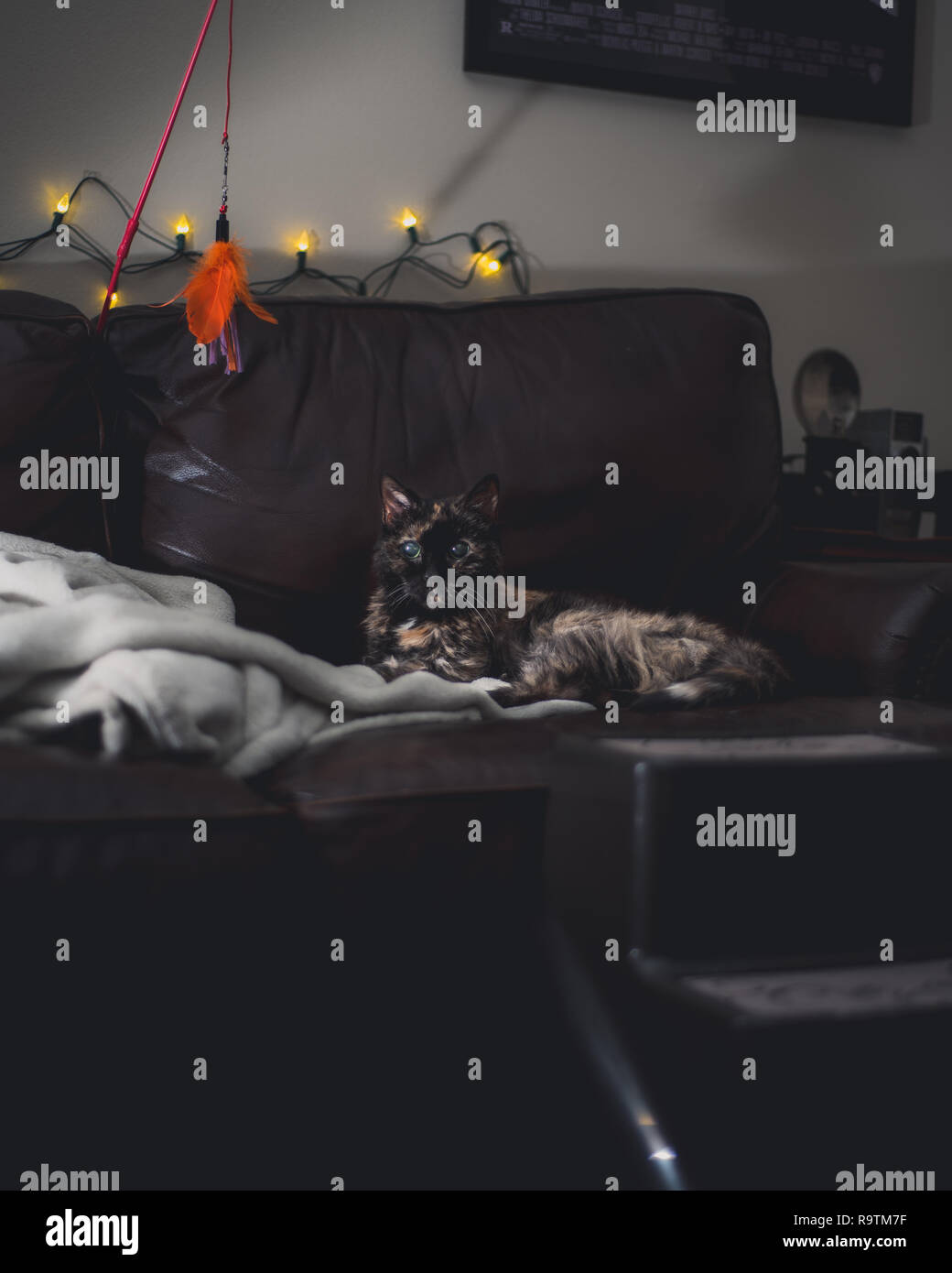 Cat on a couch Stock Photo - Alamy