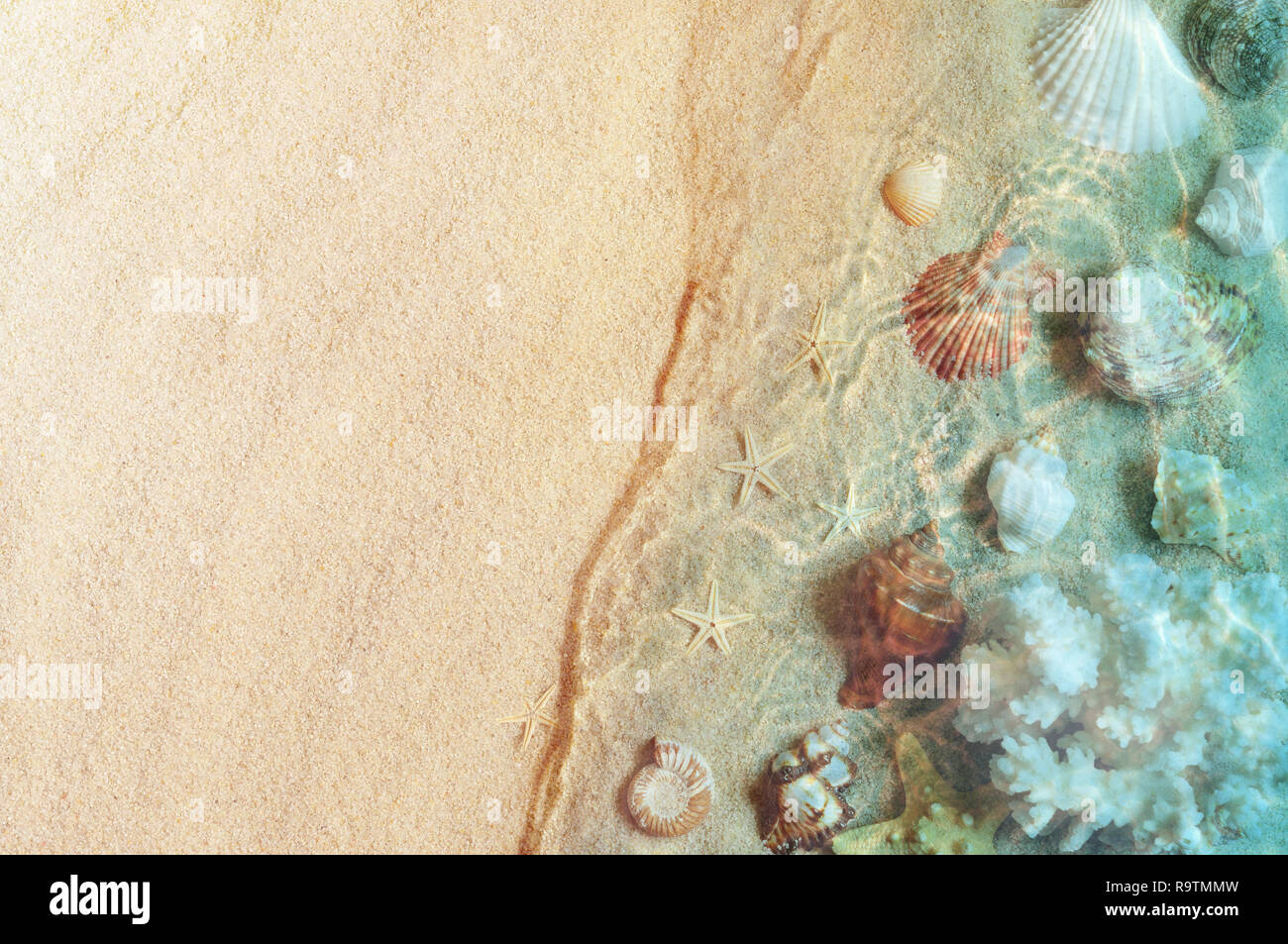 Seashell on the summer beach in sea water. Summer background. Summer ...