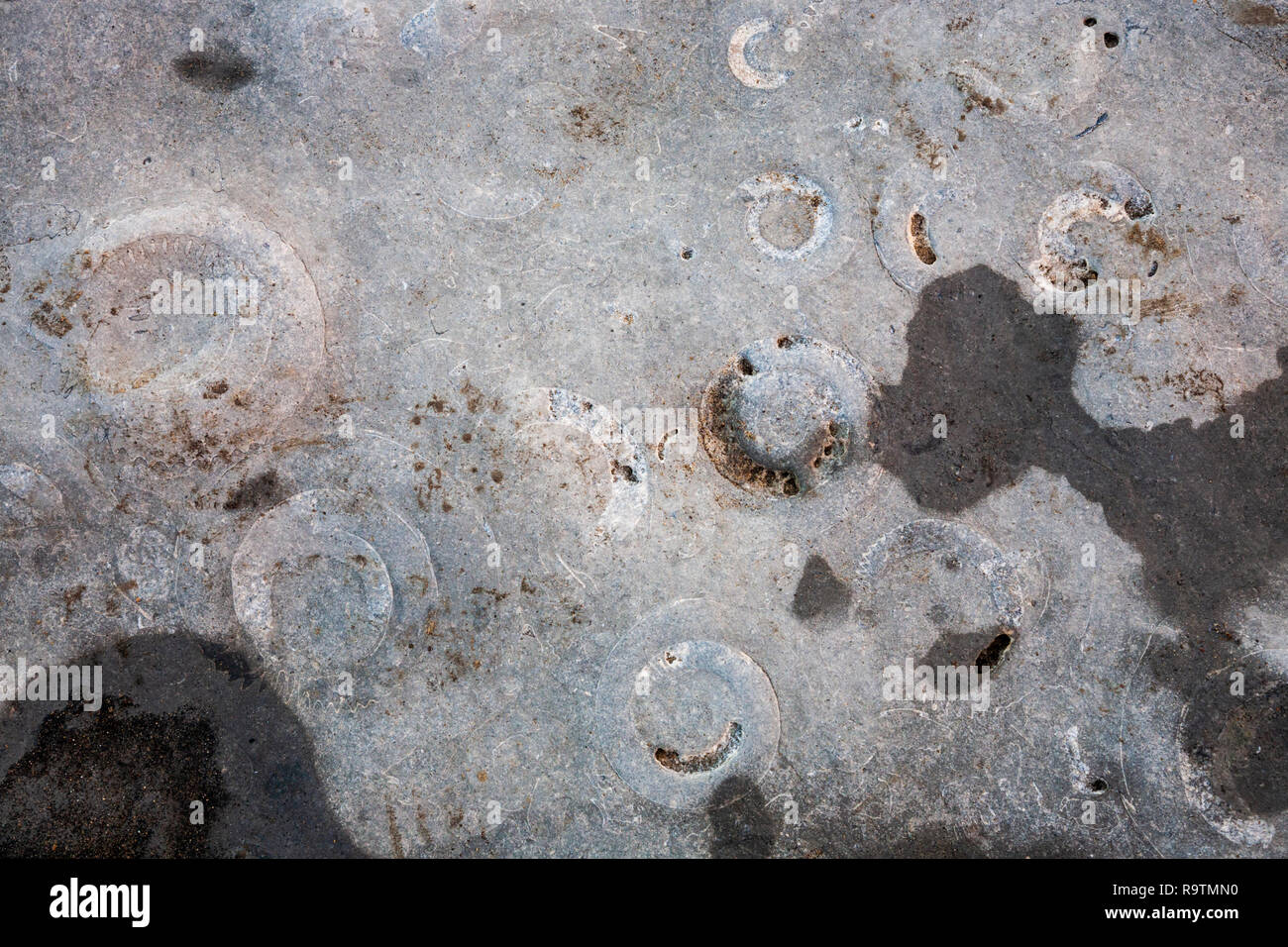 Fossilised Ammonite shells on Monmouth Beach at Lyme Regis, Dorset ...