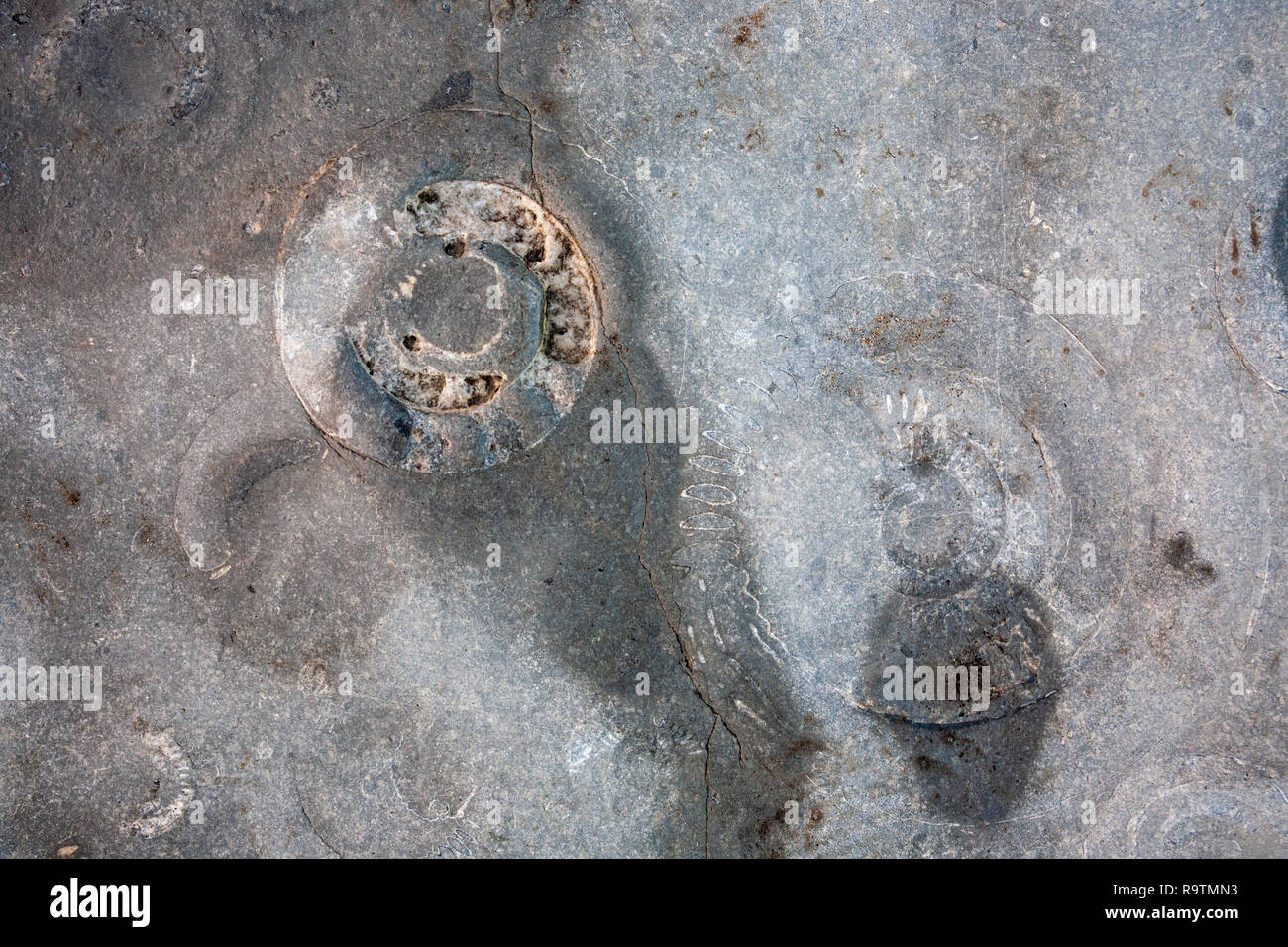 Fossilised Ammonite shells on the beach at Lyme Regis, Dorset, England ...