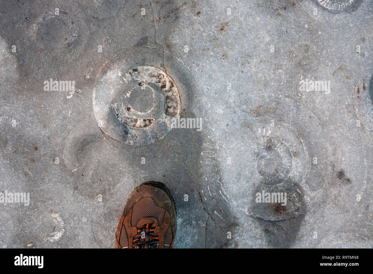 Fossilised Ammonite shells on the Jurassic Coast at Lyme Regis with the ...