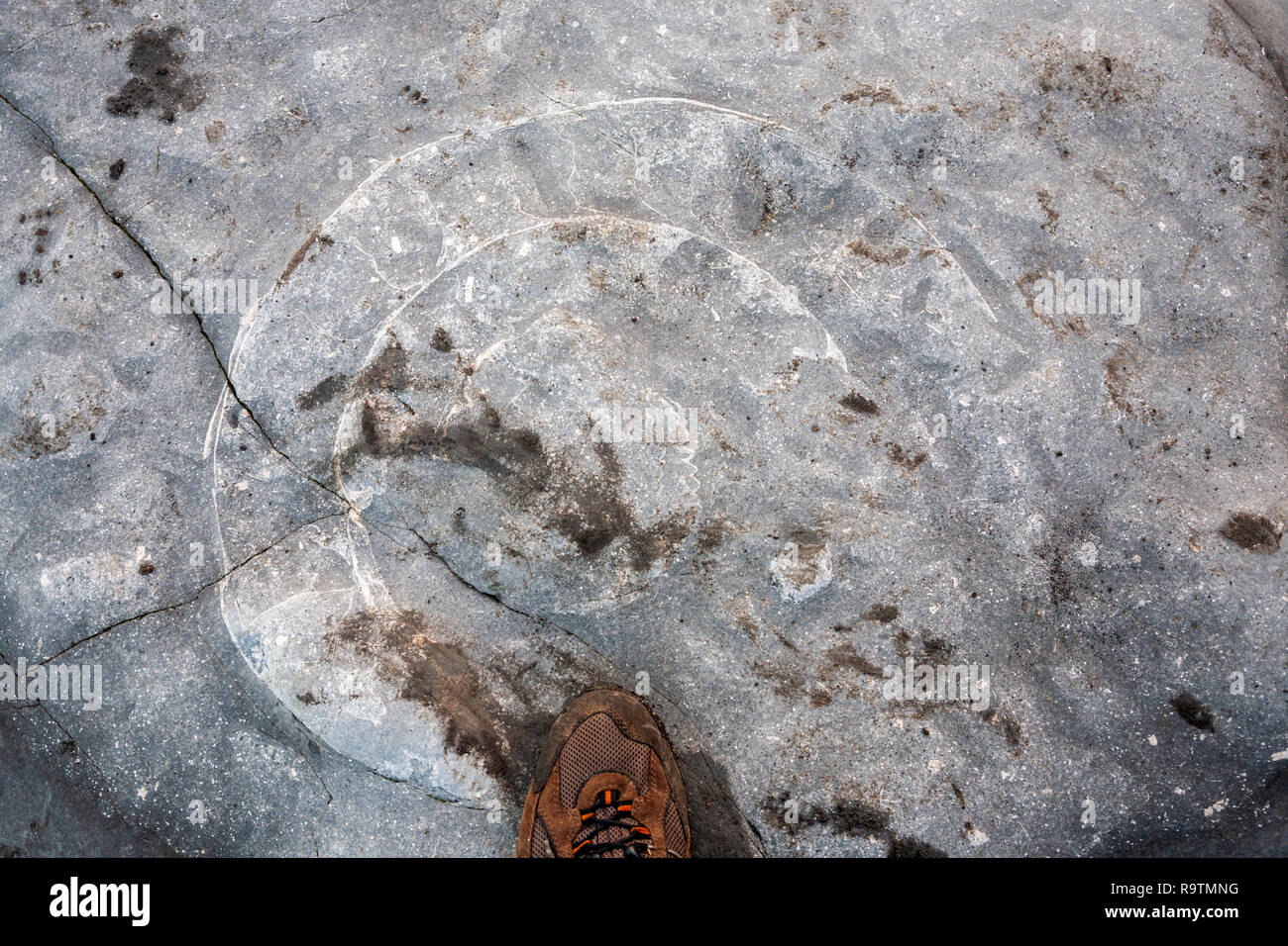 A fossilised Ammonite shell on the Ammonite pavement at Lyme Regis with ...