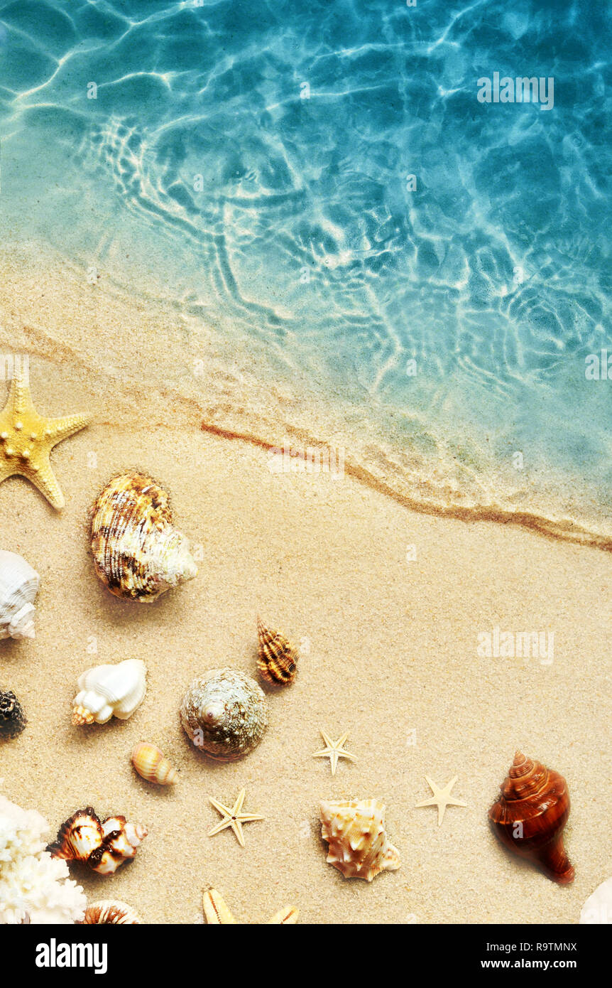 Seashell on the summer beach in sea water. Summer background. Summer ...