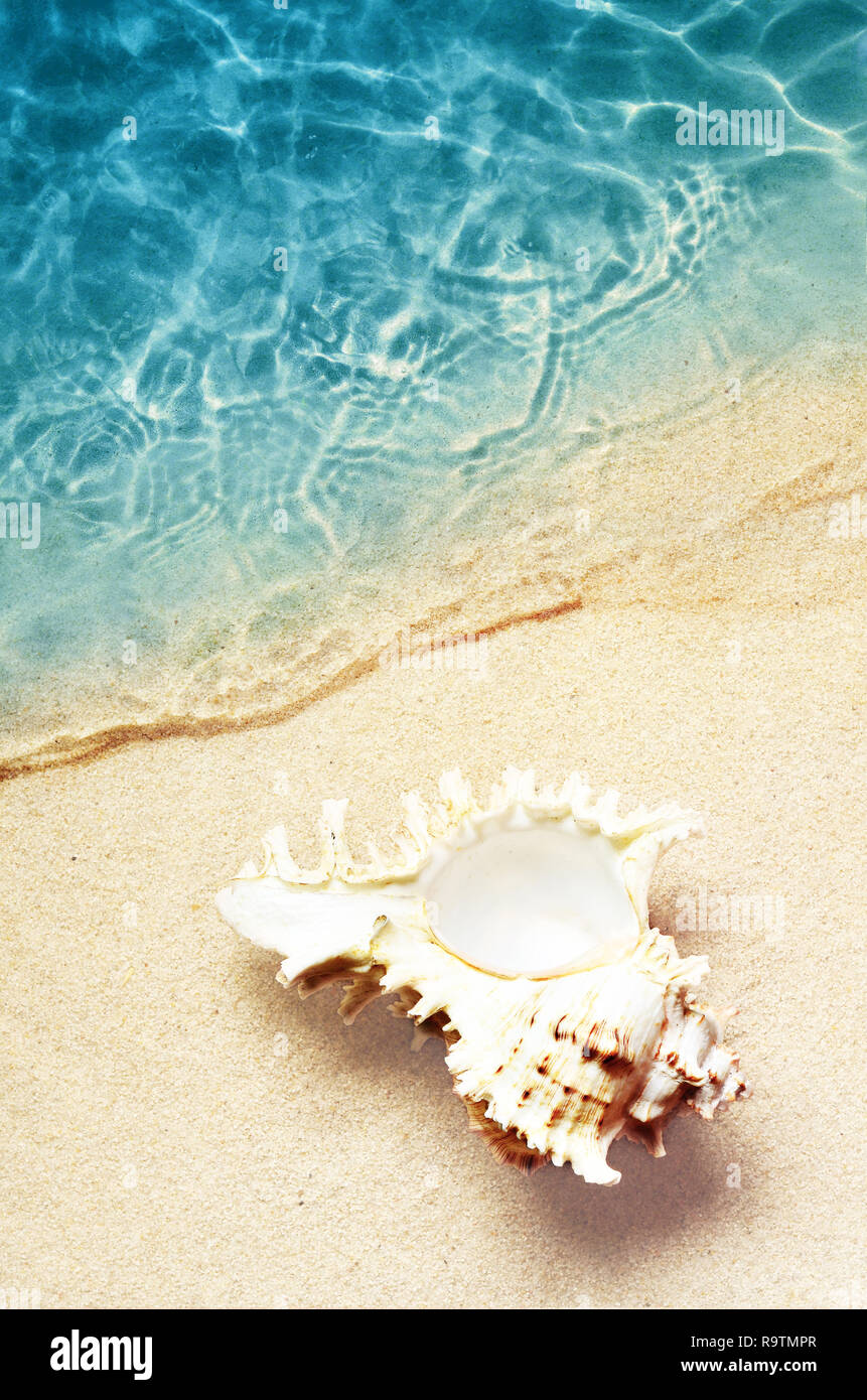 Seashell on the summer beach in sea water. Summer background. Summer ...