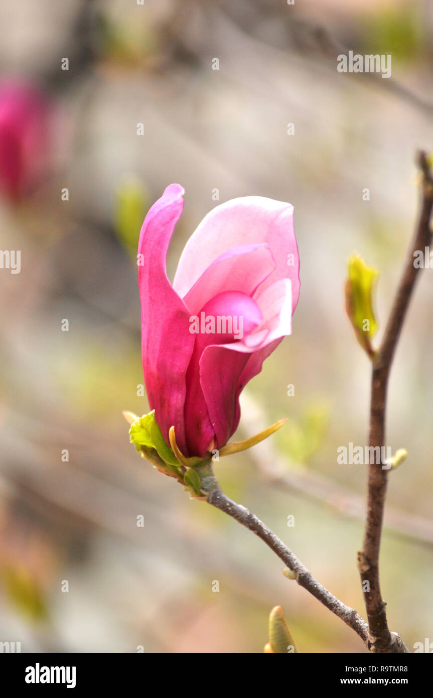 Beautiful pink spring flower hi-res stock photography and images - Alamy