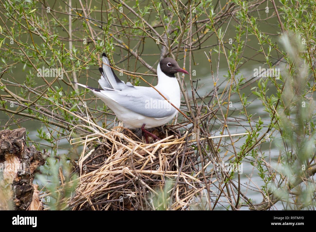 Black headed gull nest building in the spring, UK Stock Photo - Alamy
