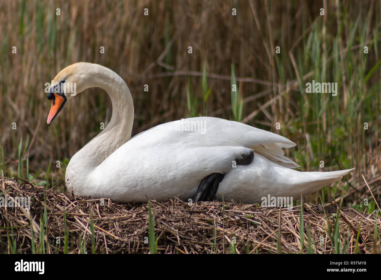 Mute swan sitting on its nest Stock Photo - Alamy