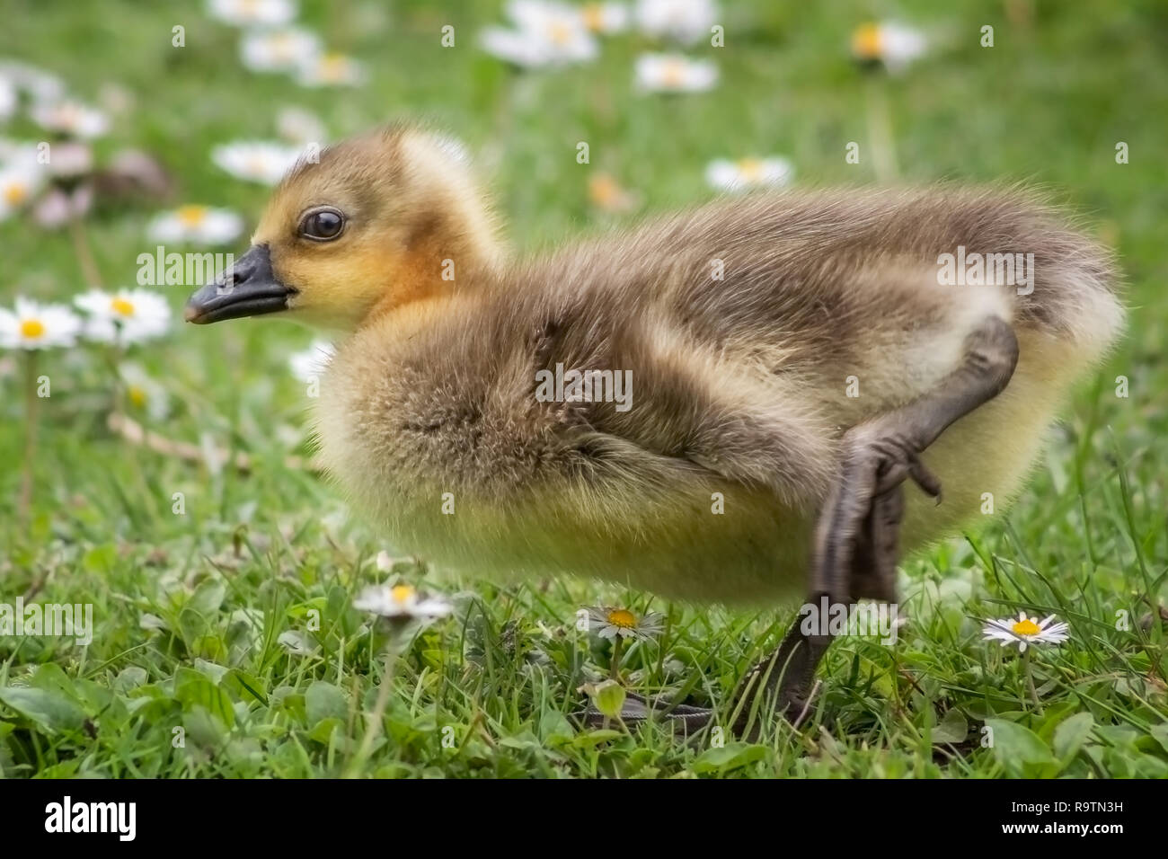 Baby gosling hi-res stock photography and images - Alamy