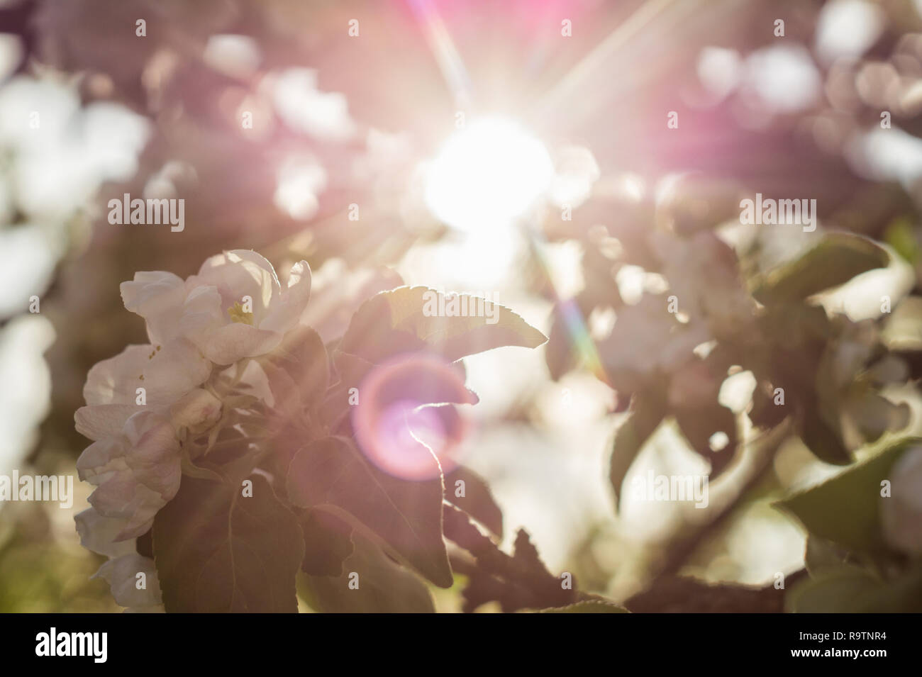 Sun rays through a flowering apple tree branch Stock Photo - Alamy