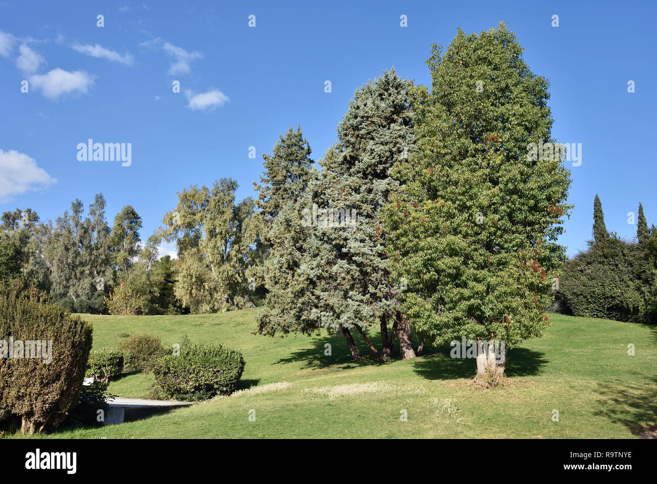 Athens greenery hi-res stock photography and images - Alamy
