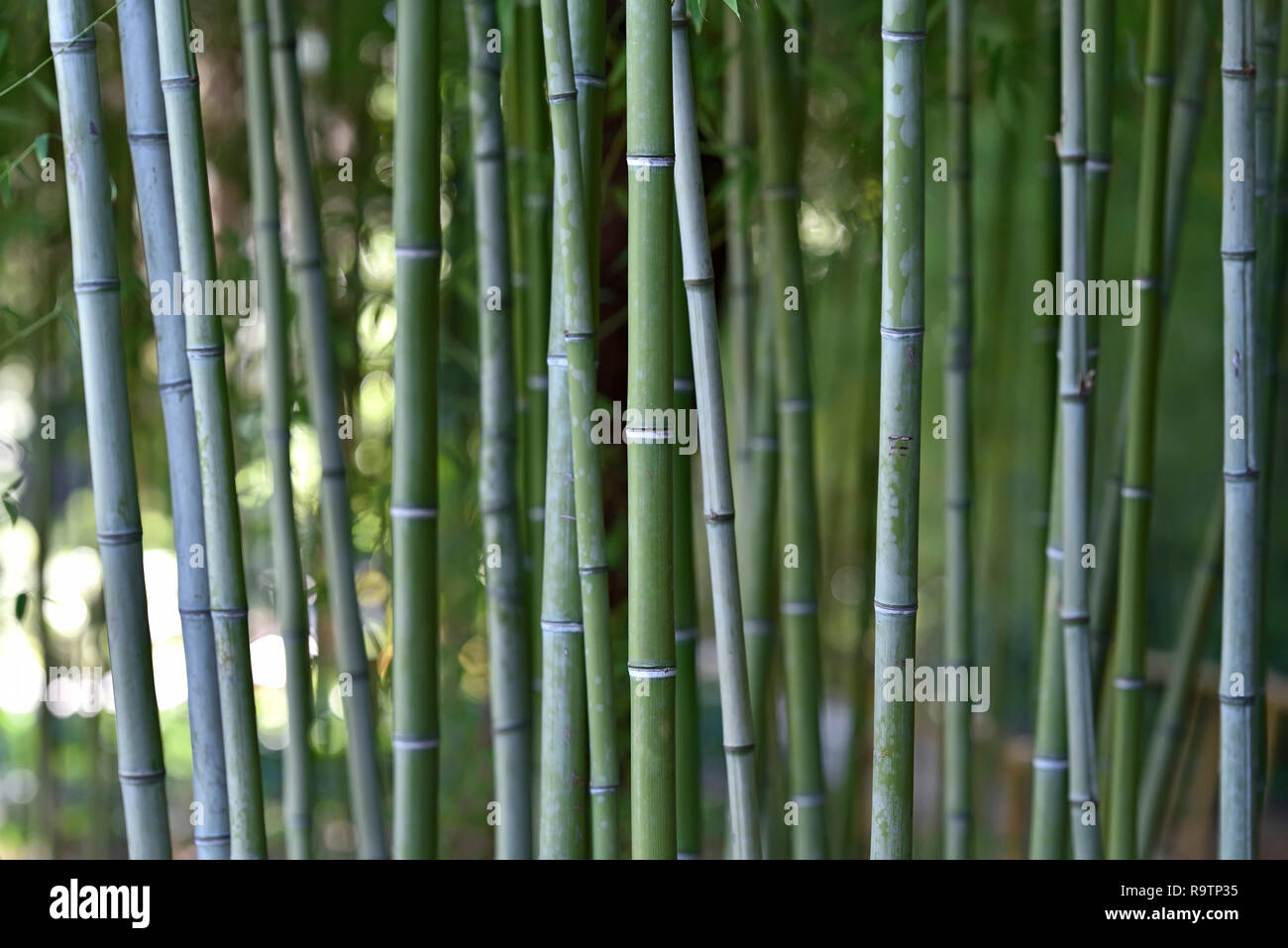 Plantation of bamboo hi-res stock photography and images - Alamy