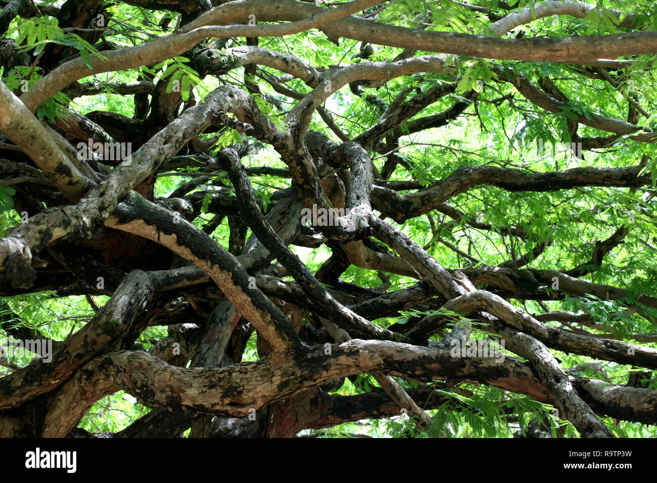 Collection leaves branches silhouette hi-res stock photography and ...