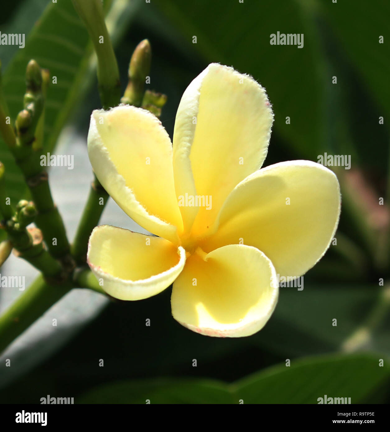 A yellow frangipane tree ( Plumeria alba Stock Photo - Alamy