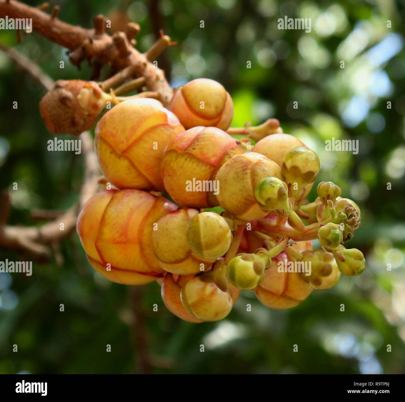 Cannonball tree fruit hi-res stock photography and images - Alamy