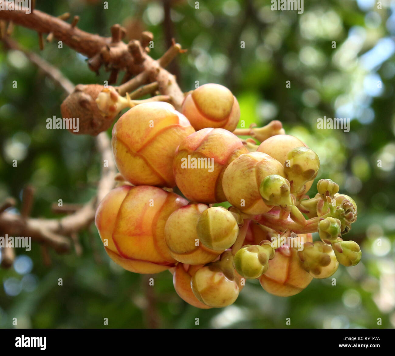 Cannonball tree fruits hi-res stock photography and images - Alamy