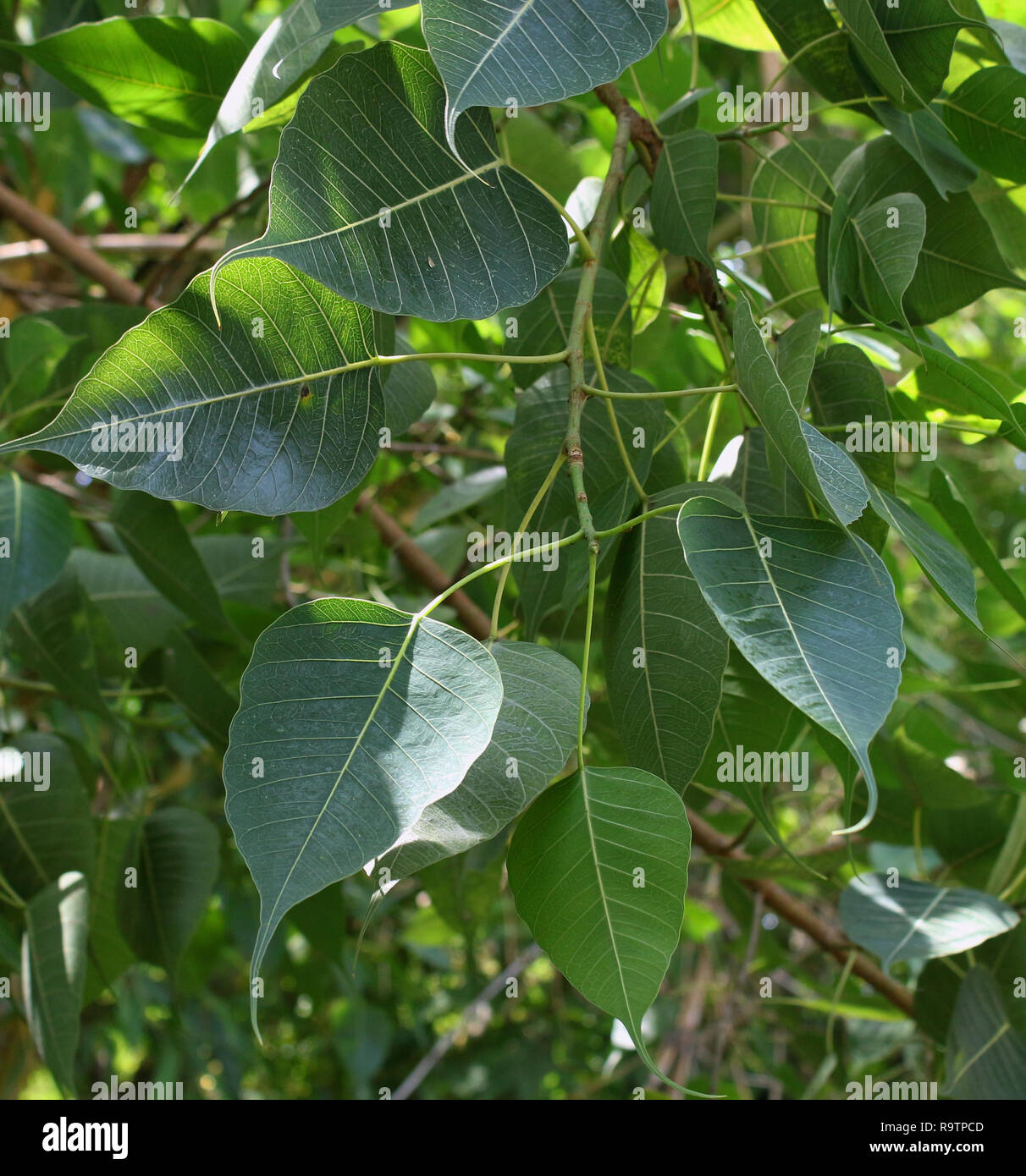 Ficus religiosa or sacred fig Stock Photo - Alamy