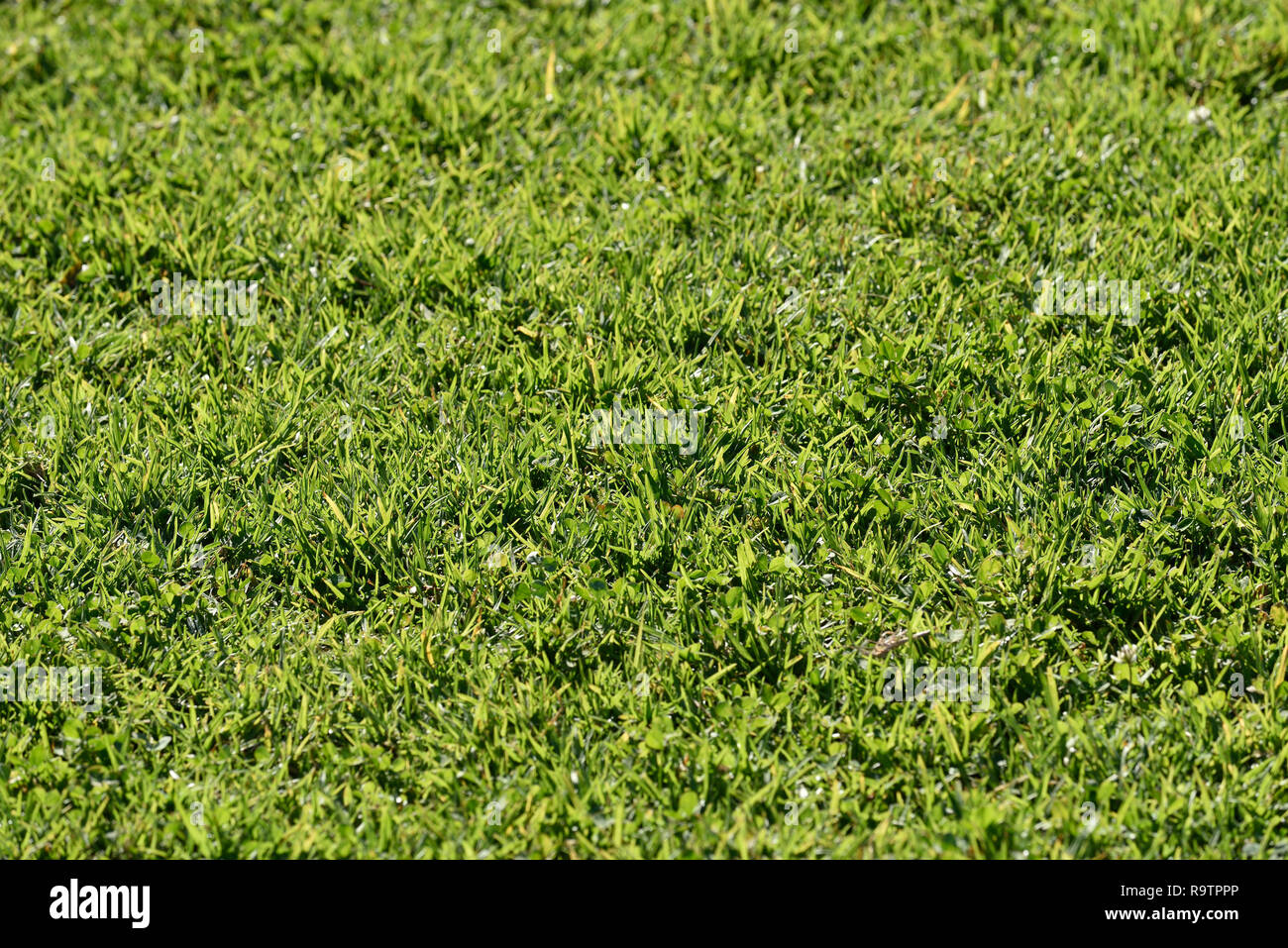 Green back light hi-res stock photography and images - Alamy