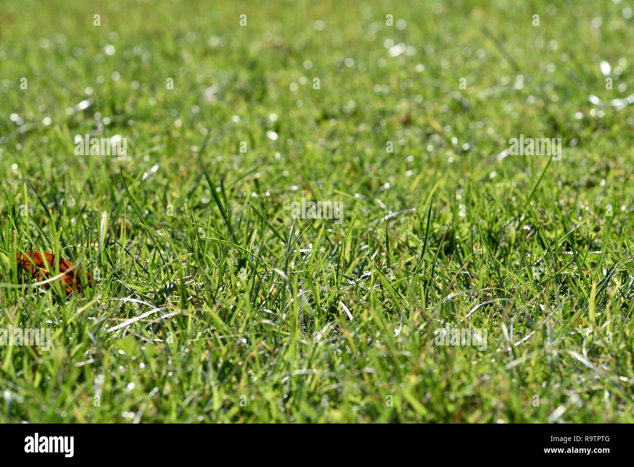 Lawn light hi-res stock photography and images - Alamy